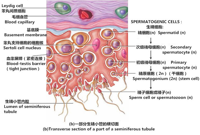 嘉应学院医学院解剖教研室